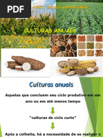 Sementes Recalcitrantes e Ortodoxas | PDF | Semente | Umidade
