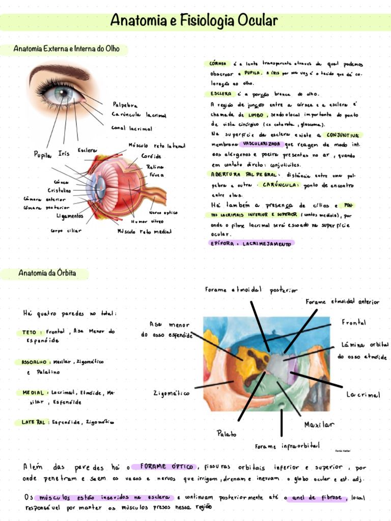 Anatomia e Fisiologia Ocular | PDF