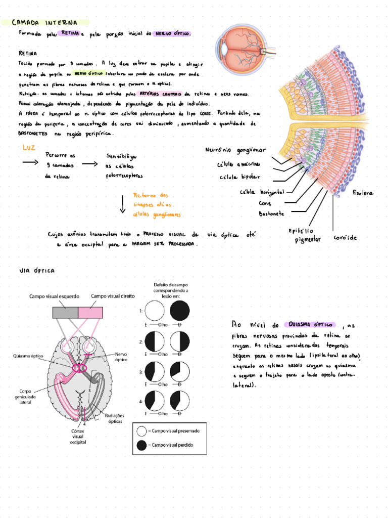ANATOMIA E FISIOLOGIA OCULAR CAMADA INTERNA VIA ÓPTICA | PDF