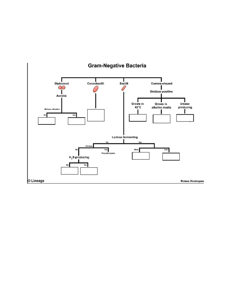Gram - Algorithm | PDF