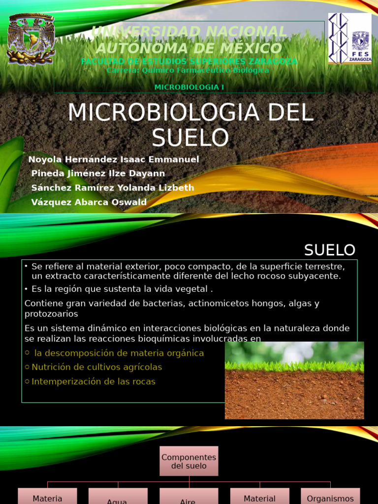 Microorganismos Del Suelo | PDF | Suelo | Las bacterias