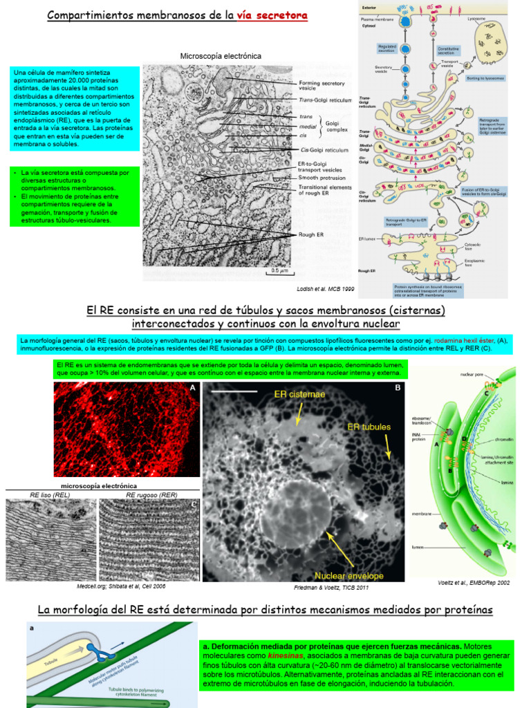 Tema 2b. Via Secretora | PDF | Química | Proteínas