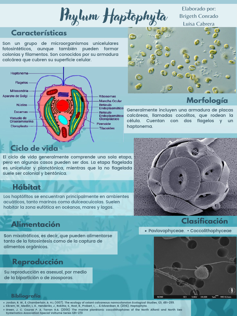 Phylum Haptophyta | PDF