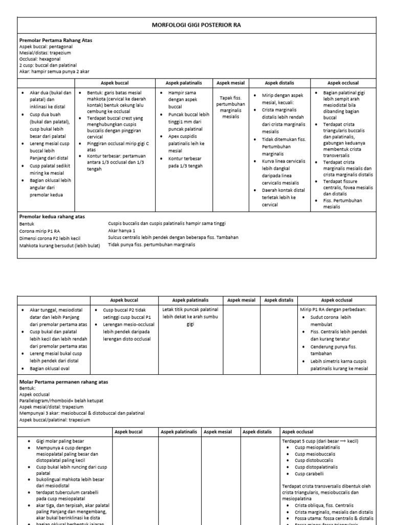 Morfologi Gigi Posterior | PDF