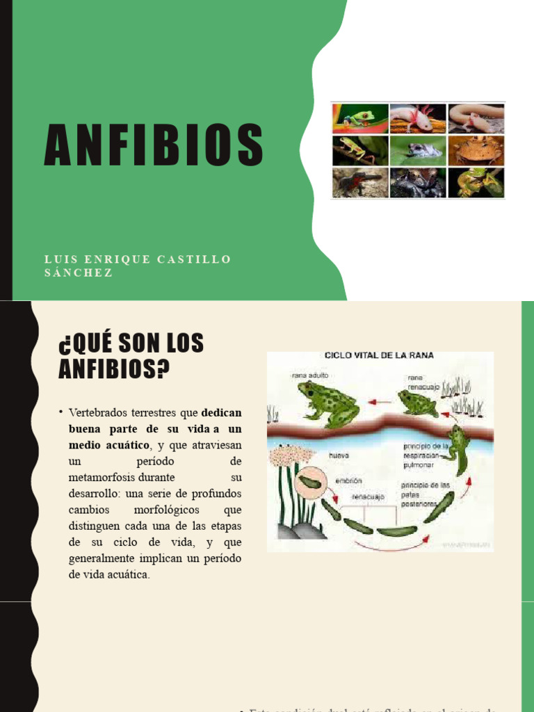 ANFIBIOS | PDF | Anfibio | Rana