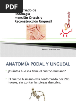 Anatomía de la Arteria Pedia del Pie | PDF | Pie | Dedo del pie