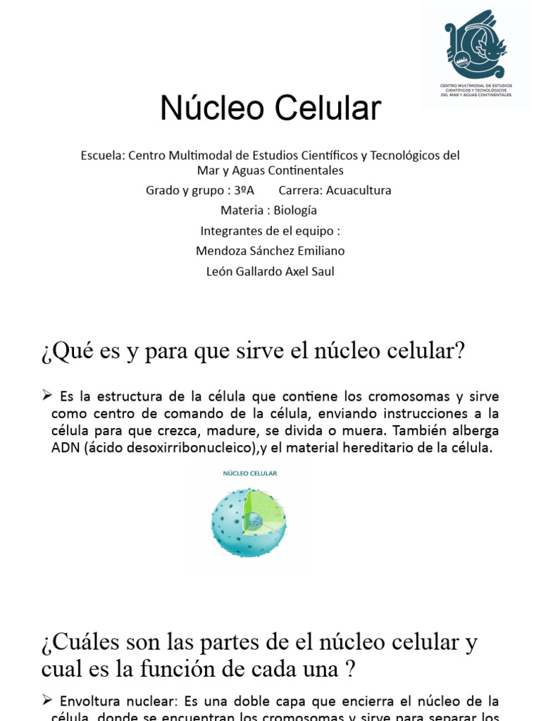 Núcleo Celular | PDF