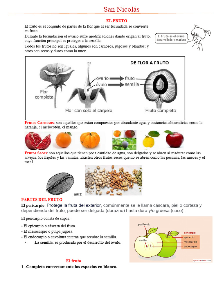 El Fruto | PDF | Fruta | Nuez