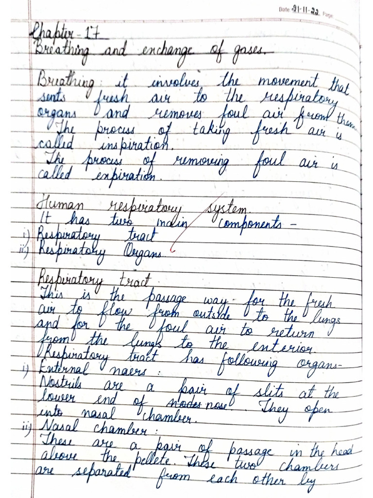 Human Respiratory System Notes Class 11 | PDF