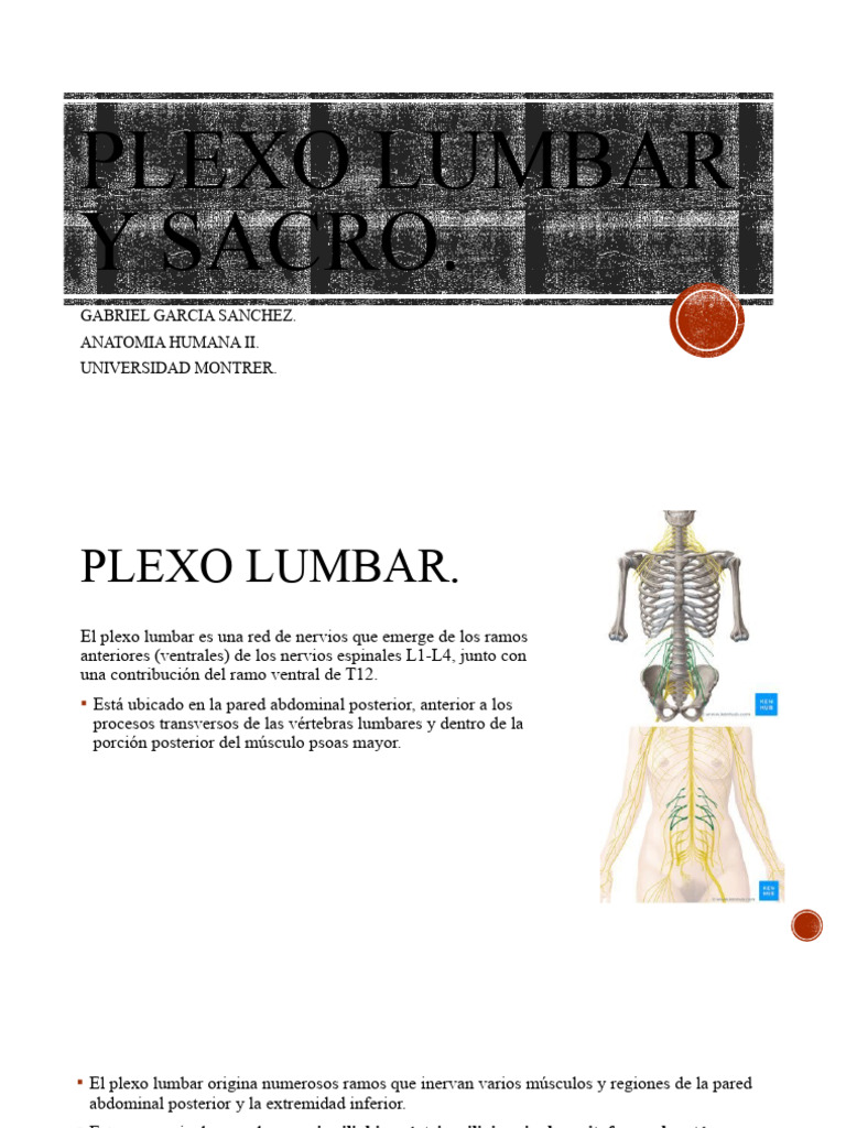 Anatomía del Plexo Lumbar y Sacro | PDF | Sistema musculoesquelético ...