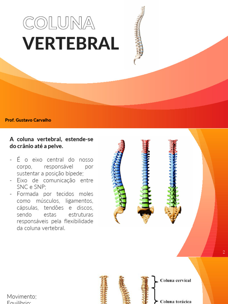 Estrutura e Funções da Coluna Vertebral | PDF | Coluna vertebral | Vértebra
