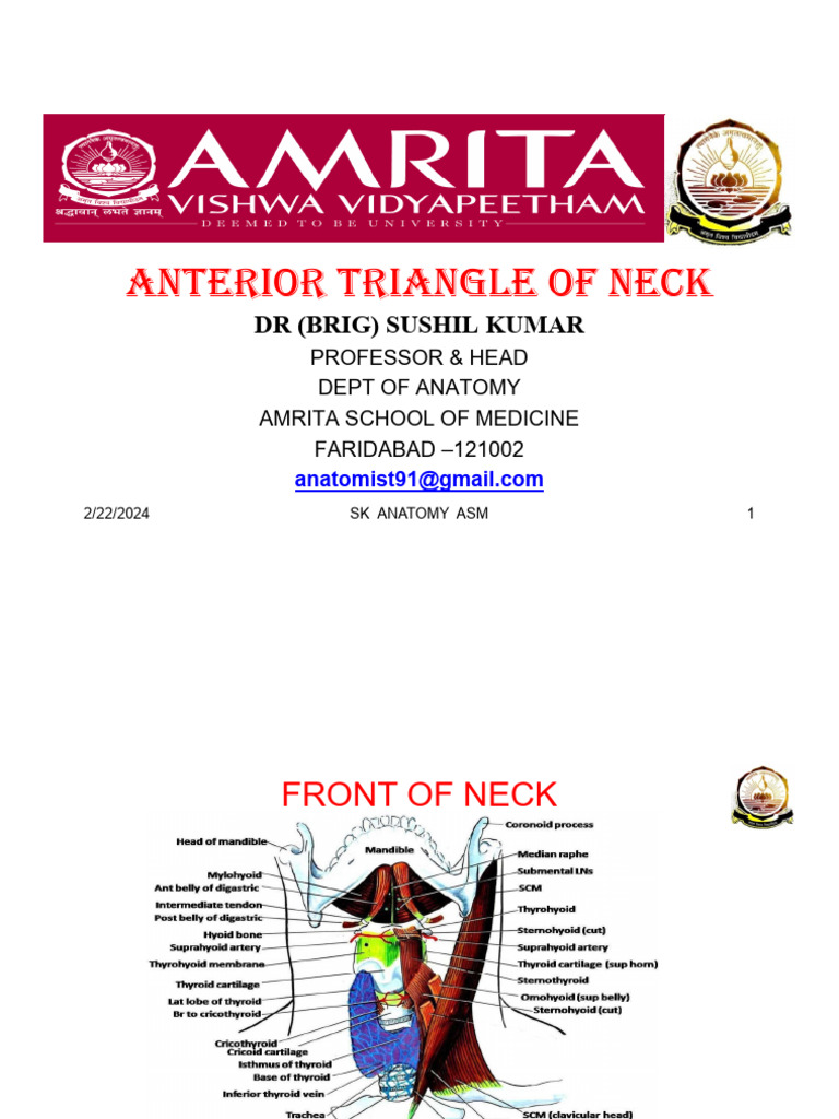 Ant Triangle. | Download Free PDF | Common Carotid Artery | Neck