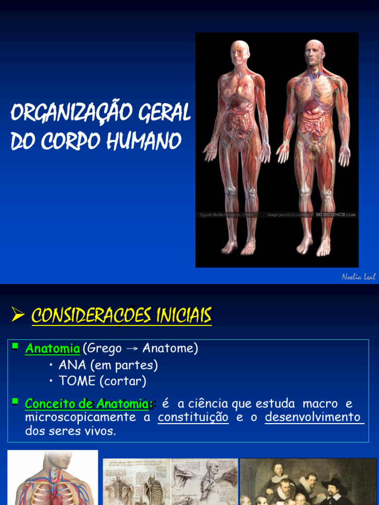 Estrutura e Organização do Corpo Humano | PDF | Anatomia | Corpo humano