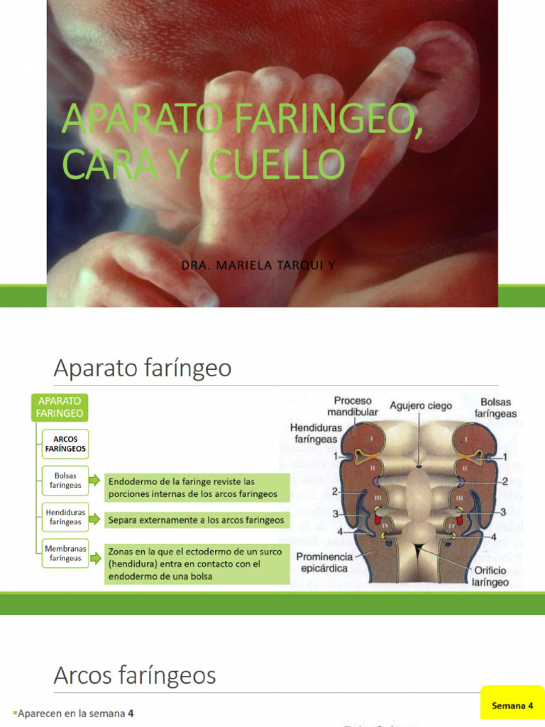 012 Aparato Faringeo Cara y Cuello | PDF