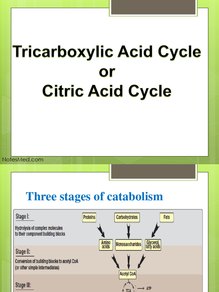 TCA Cycle | PDF | Citric Acid Cycle | Chemistry