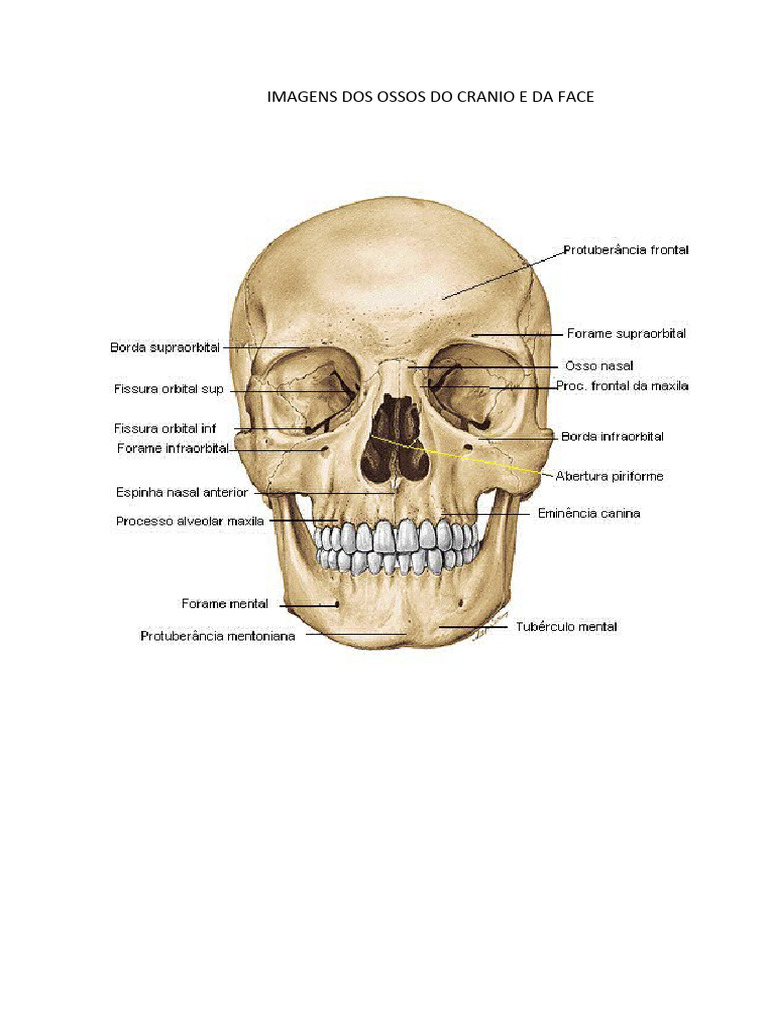 Imagens Ossos Do Cranio e Da Face | PDF | Crânio | Cabeça e pescoço humano