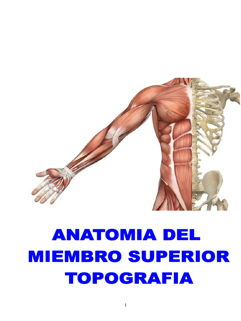 Anatomía y Topografía del Hombro y Codo | PDF | Sistema ...