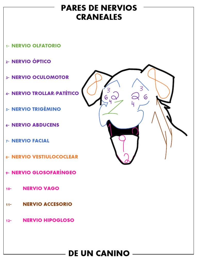 Pares de Nervios Craneales de Un Canino | PDF