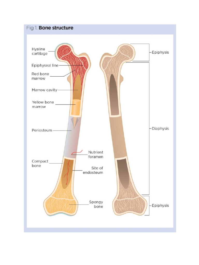 Long Bone Anatomy & Skeleton | PDF