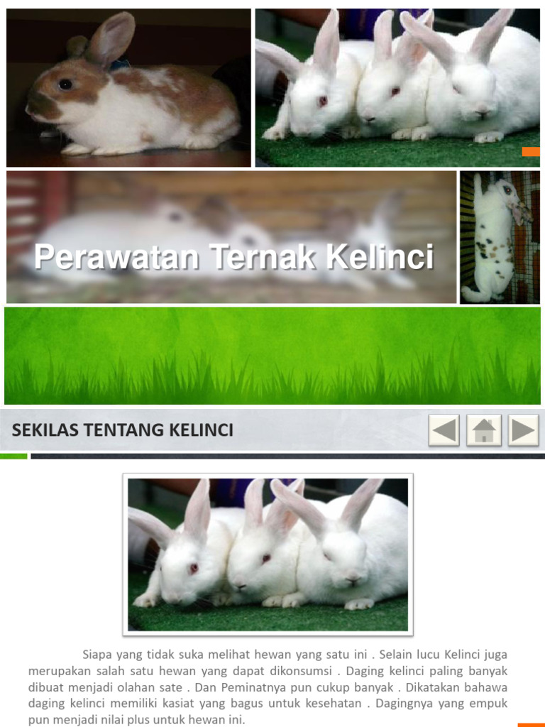 Perawatan Ternak Kelinci | PDF