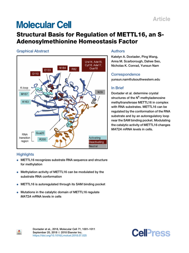 Structural Basis For Regulation of METTL16, An S-Adenosylmethionine ...
