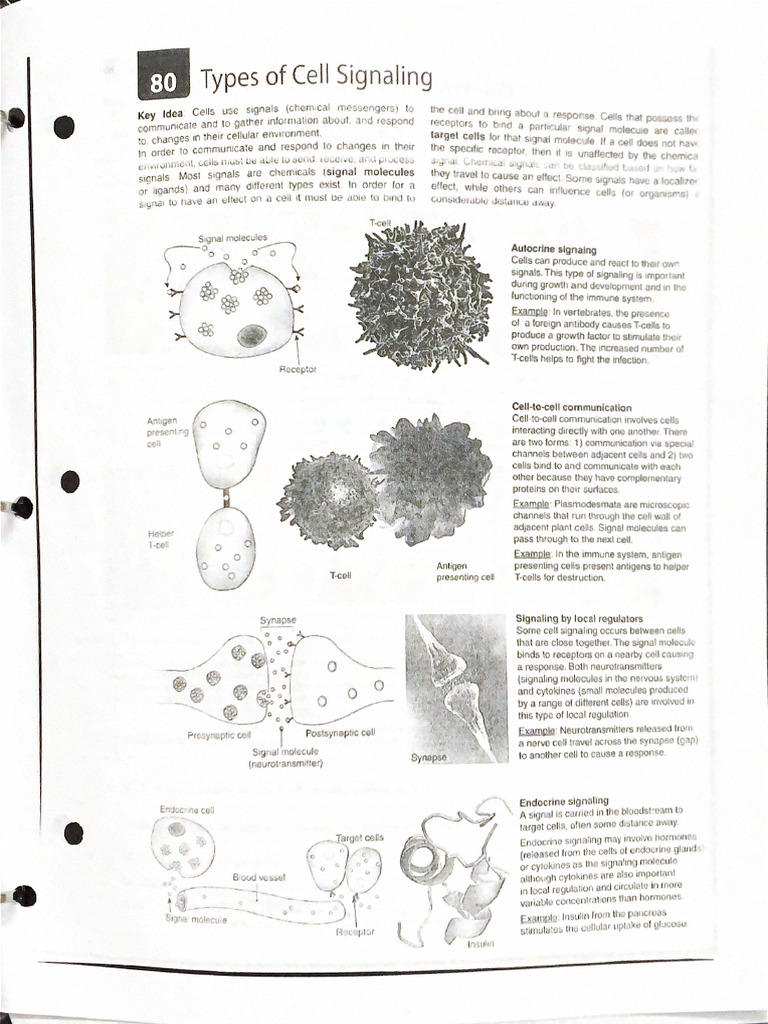 Types of Cell Singling | PDF