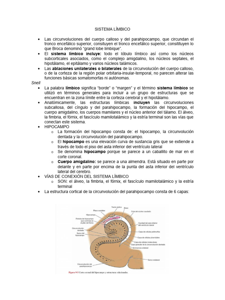 Núcleos Septales en el Sistema Límbico | PDF | Sistema límbico | Hipocampo