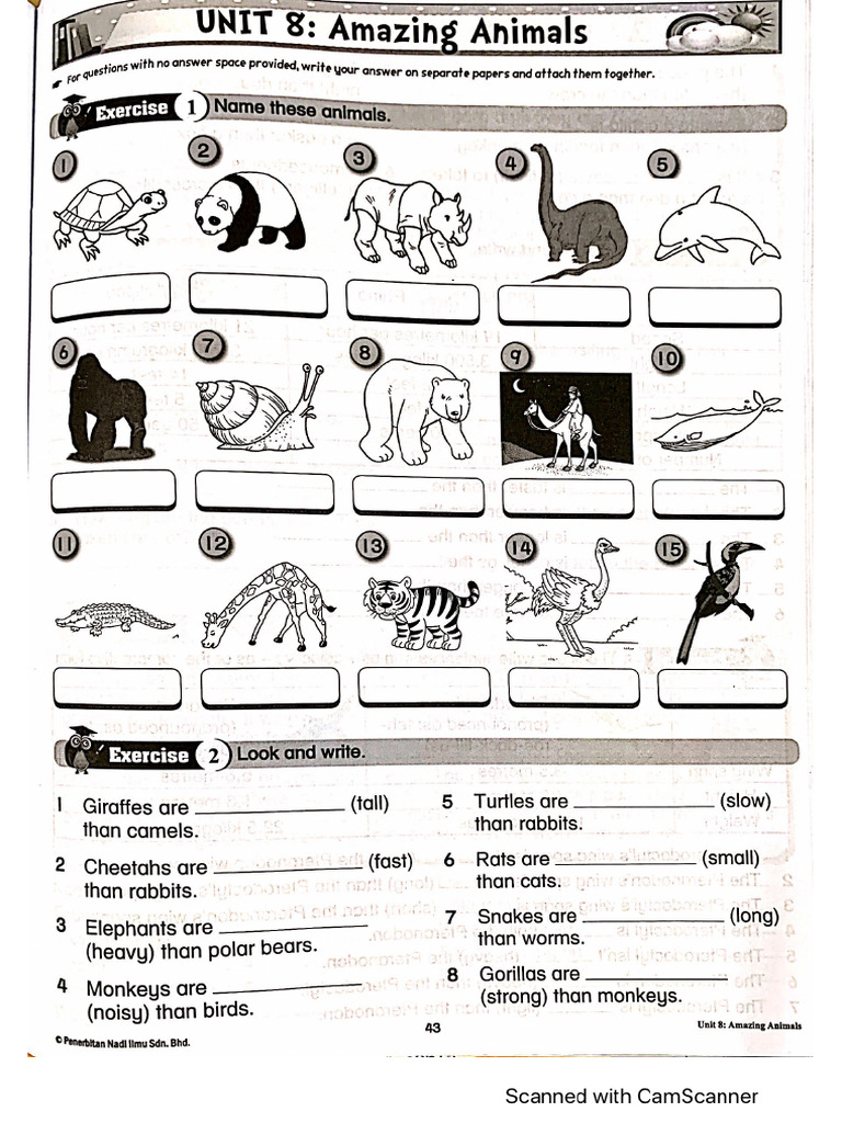 Comparative Adjectives Year4 | PDF