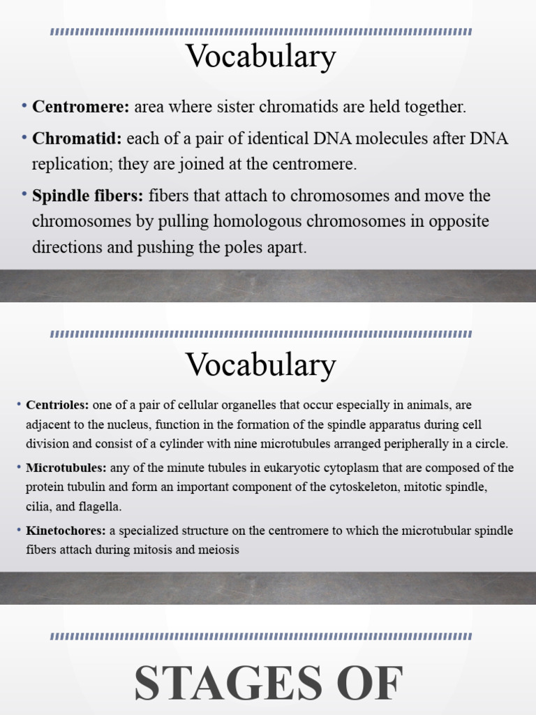 Mitosis and Cell Cycle Explained | PDF | Mitosis | Chromosome