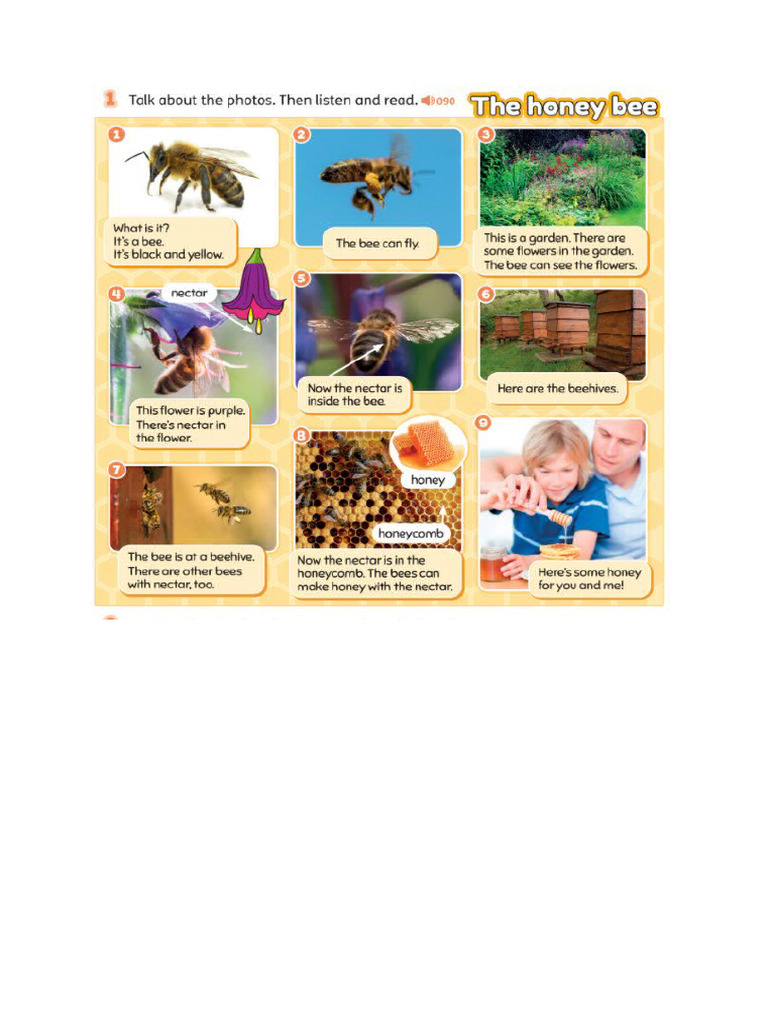 Text About A Bee | PDF