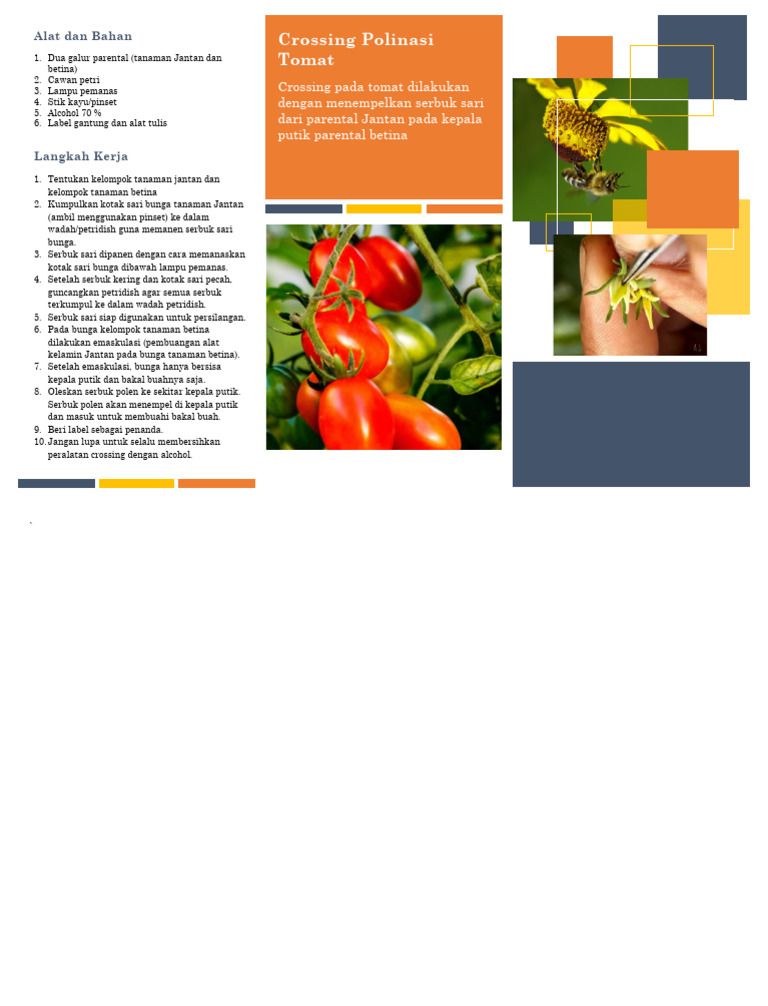Persilangan Pada Tanaman Tomat | PDF