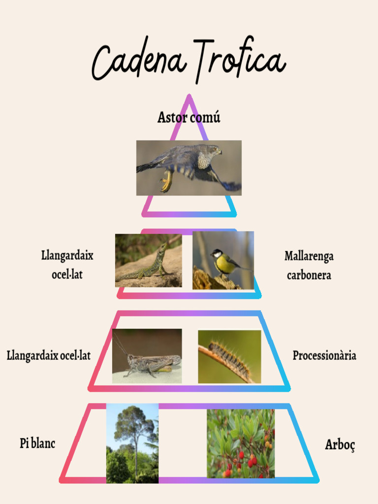 Cadena Trofica Hector Roldan, Jason Ruiz y Génesis Jhuliana Rodríguez ...