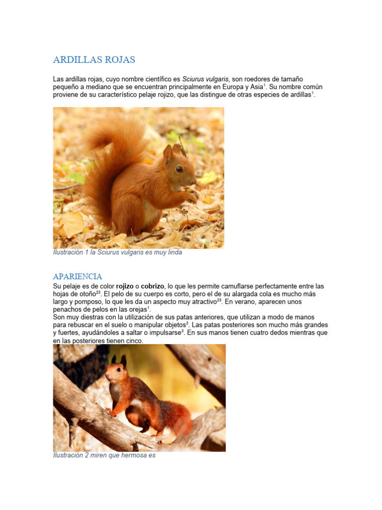 ARDILLAS ROJAS | PDF | Ardilla