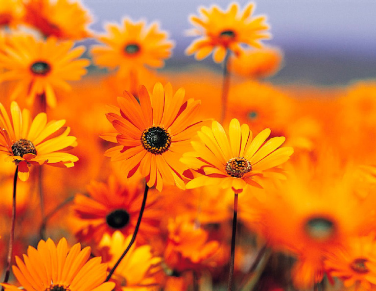 geography for csec 2nd edition textbook | PDF