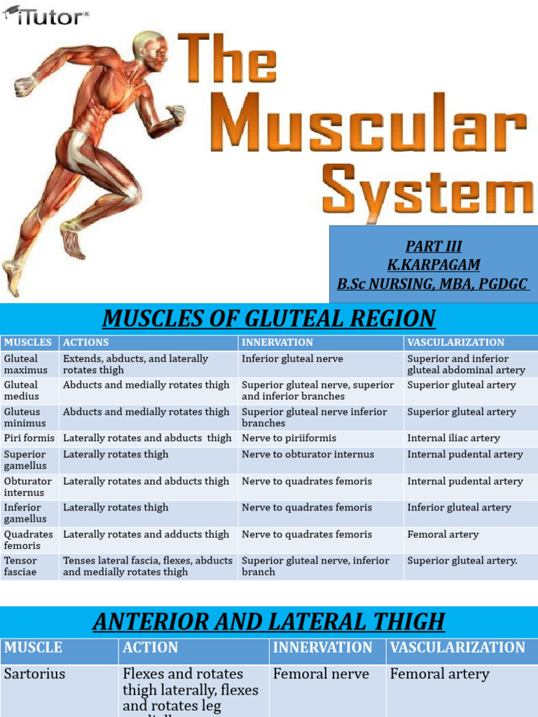 MUSCULAR SYSTEM - NEW 3 | PDF | Human Leg | Thumb