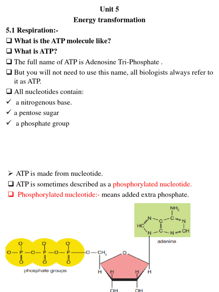 Unit Five Last One Grade 11 Biology Energy Transformation | PDF ...
