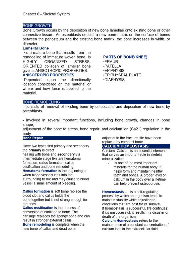 AnaPhy-Skeletal-System-Finalsss | PDF | Bone | Skull