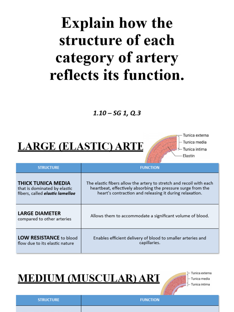 Artery Structure and Function Explained | PDF