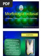 Canino Temporal Superior | PDF | Anatomia dental | Diente
