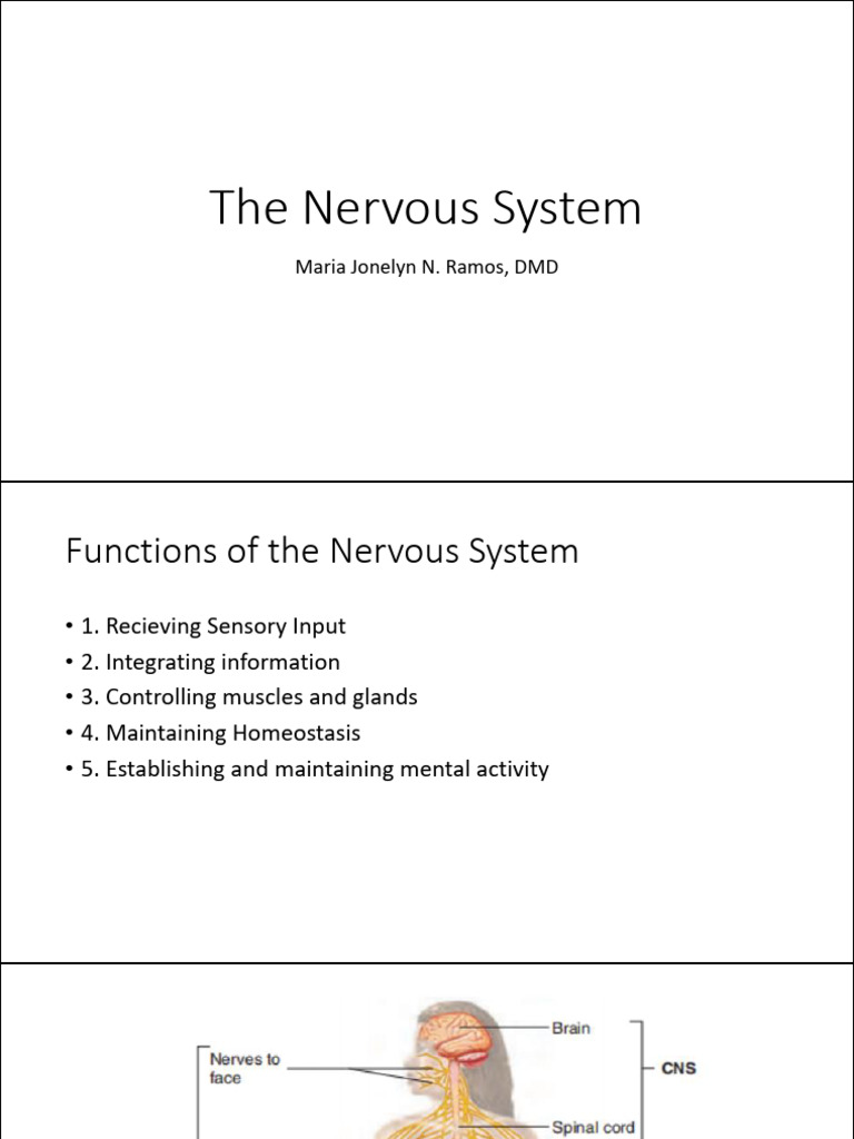 The Nervous System | PDF | Nervous System | Neuron