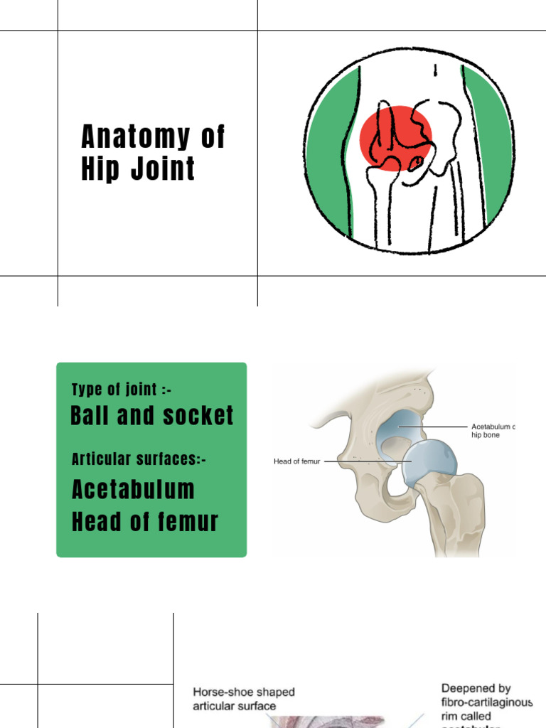 Anatomy of Hip of Joint - 20240229 - 071104 - 0000 | PDF