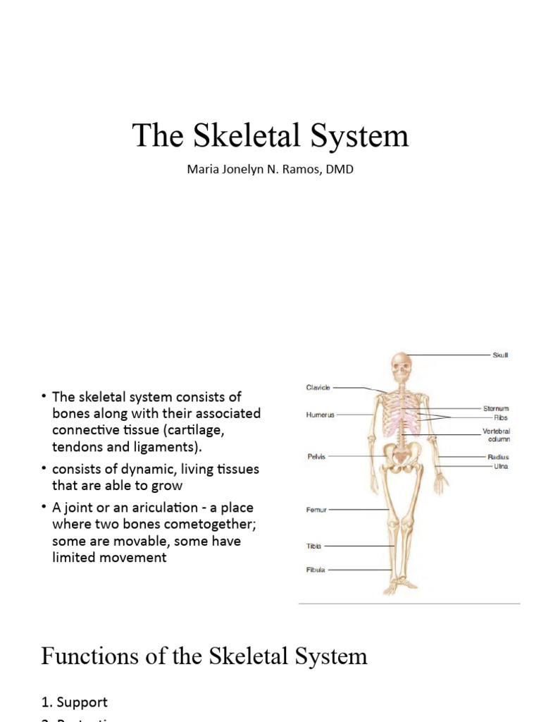 The-Skeletal-System | PDF | Bone | Vertebra