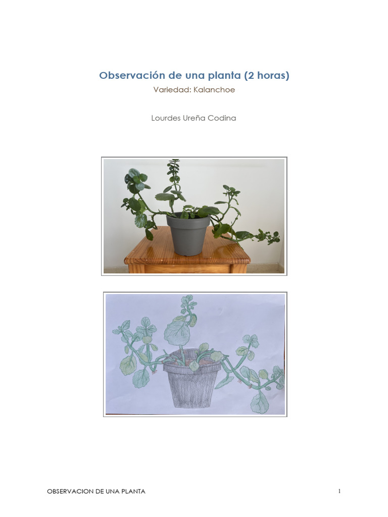 Observación de Una Planta | PDF | Tallo de la planta | Hoja