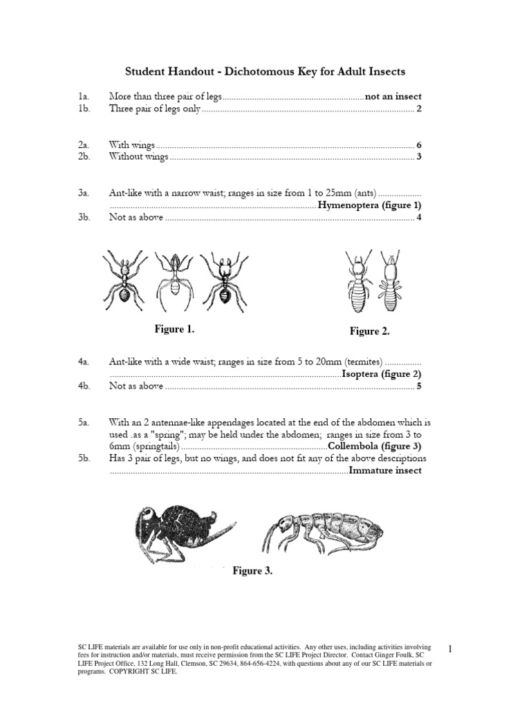 Dichotomous Key For Adult Insect Orders | PDF | Hymenoptera | Insects