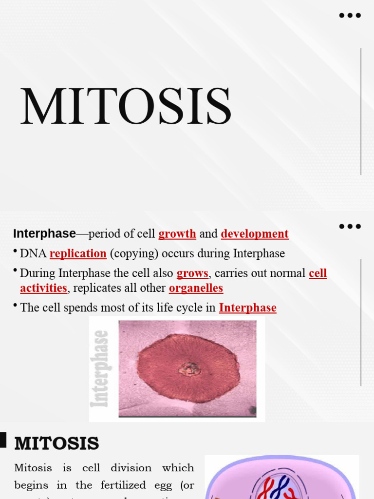 Mitosis | PDF | Mitosis | Chromosome