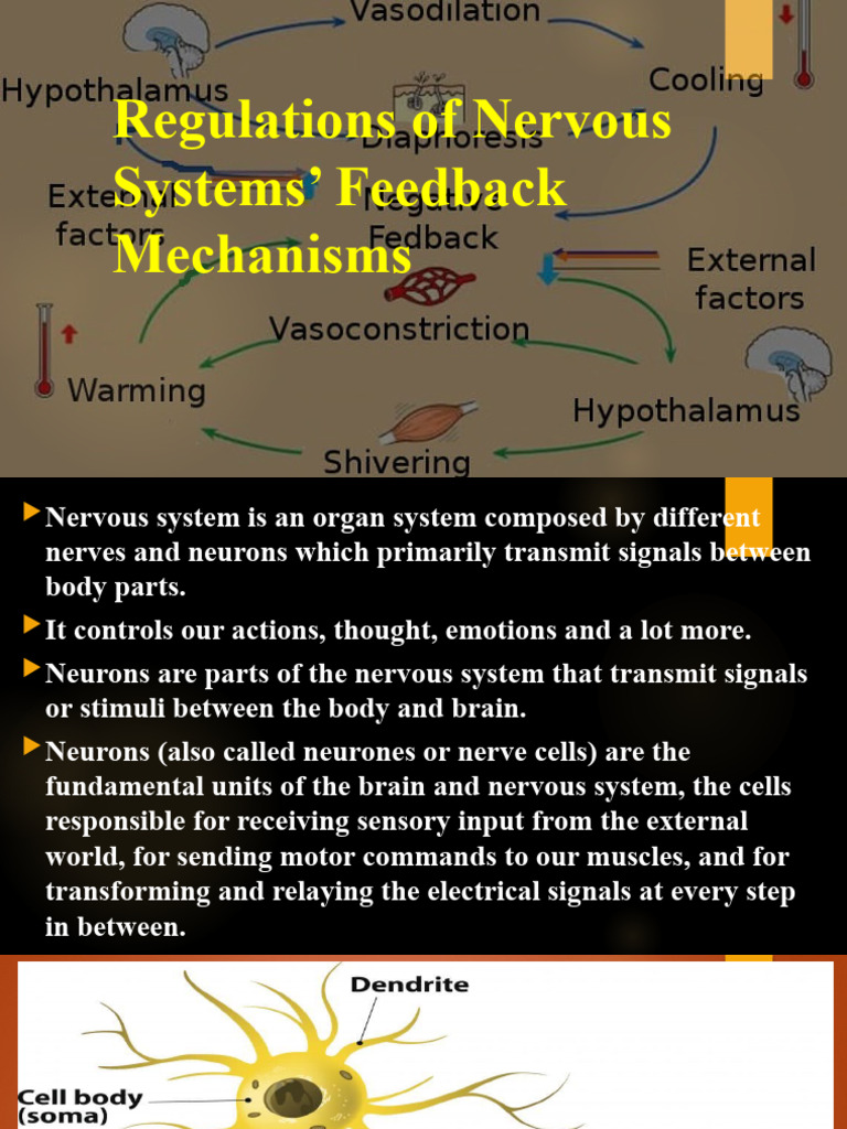 Nervous System Feedback Mechanism | PDF