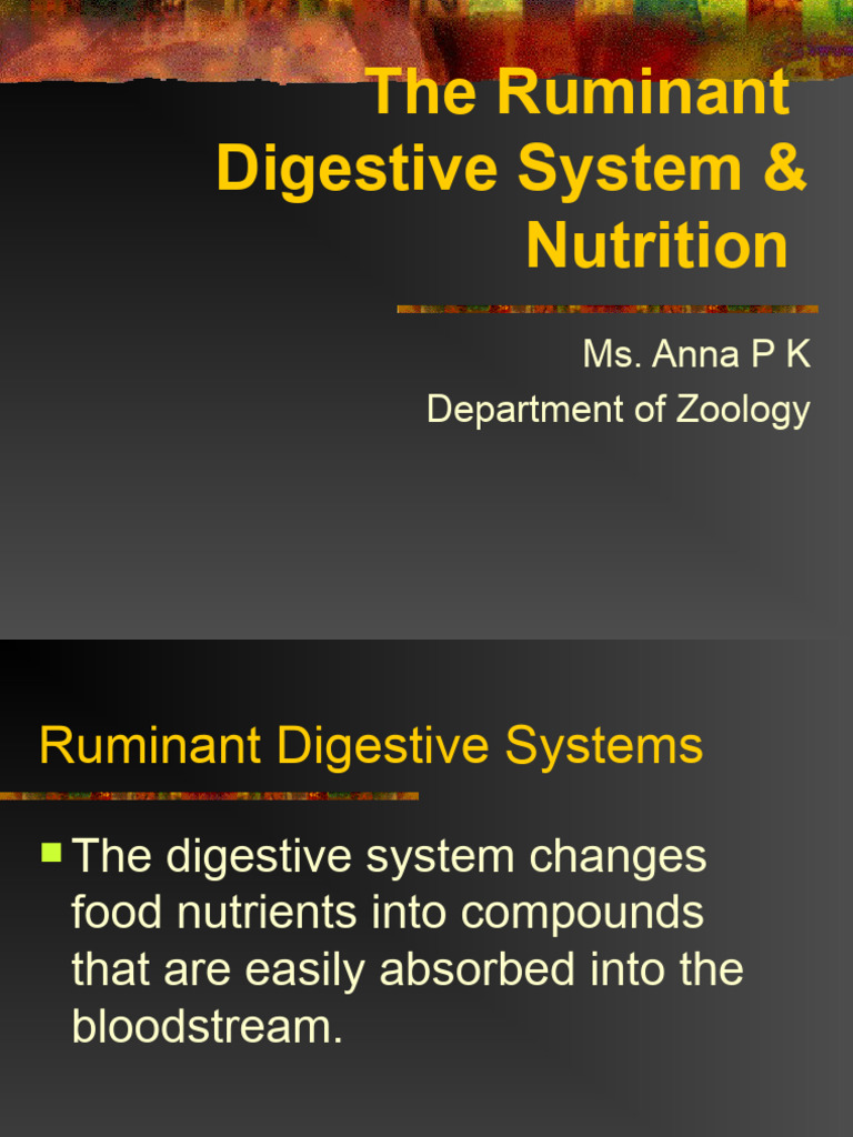 Ruminant Digestion | Download Free PDF | Ruminant | Digestion