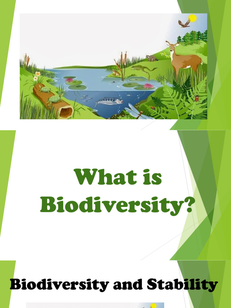 Biodiversity and Stability | PDF | Biodiversity | Ecosystem