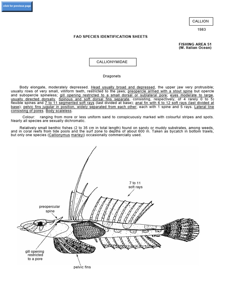 Fao Species Identification Sheets Fishing Area 51 (W. Italian Ocean ...