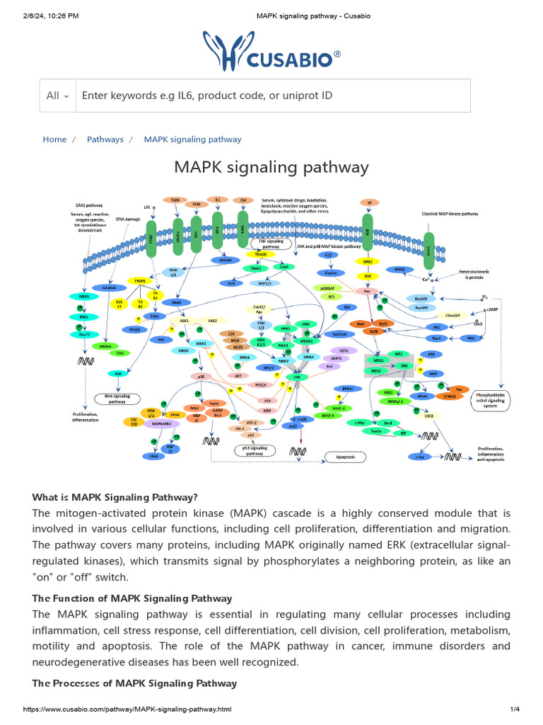 MAPK signaling pathway - Cusabio | PDF | Mitogen Activated Protein Kinase | Extracellular Signal ...